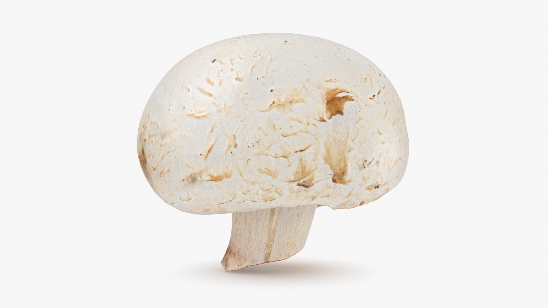3D Champignon Mushroom 01 - TurboSquid 2245436