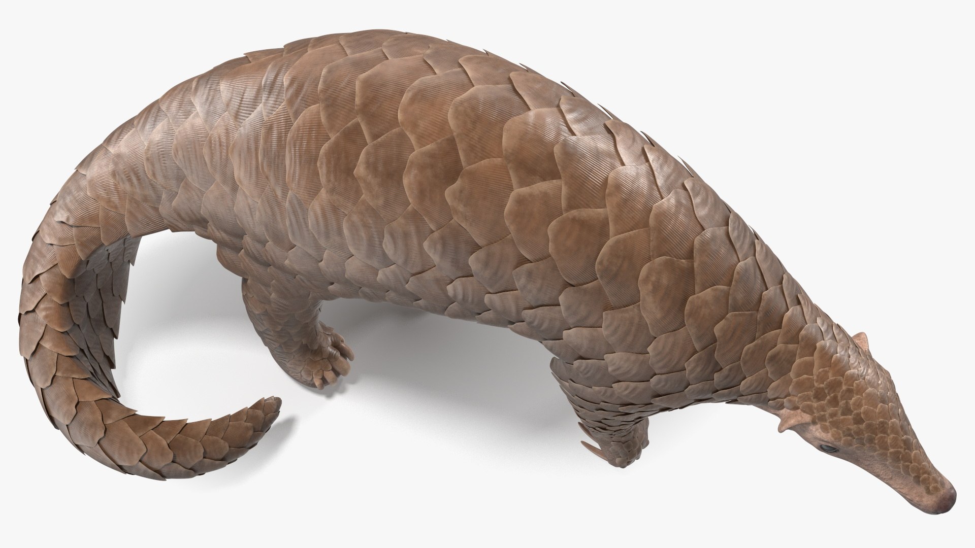 Realistic Pangolin 3D Model - TurboSquid 2215314