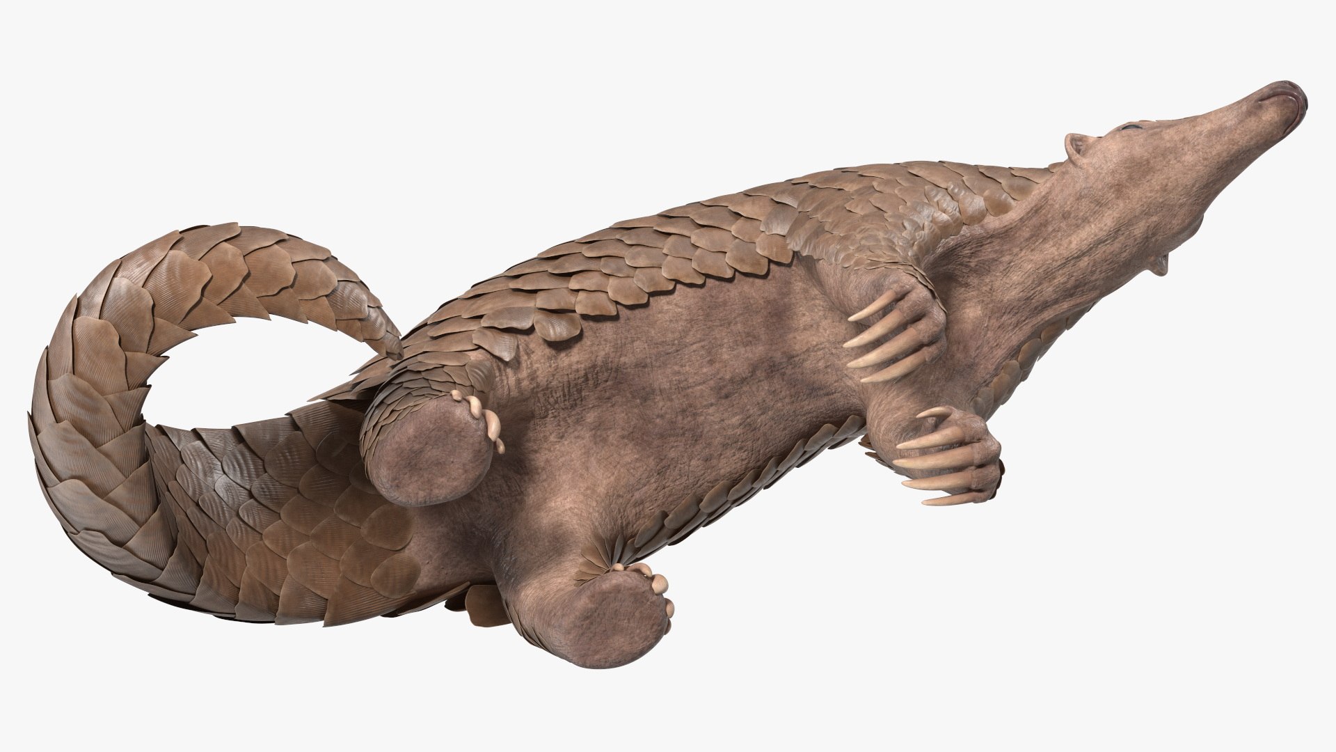 Realistic Pangolin 3D Model - TurboSquid 2215314