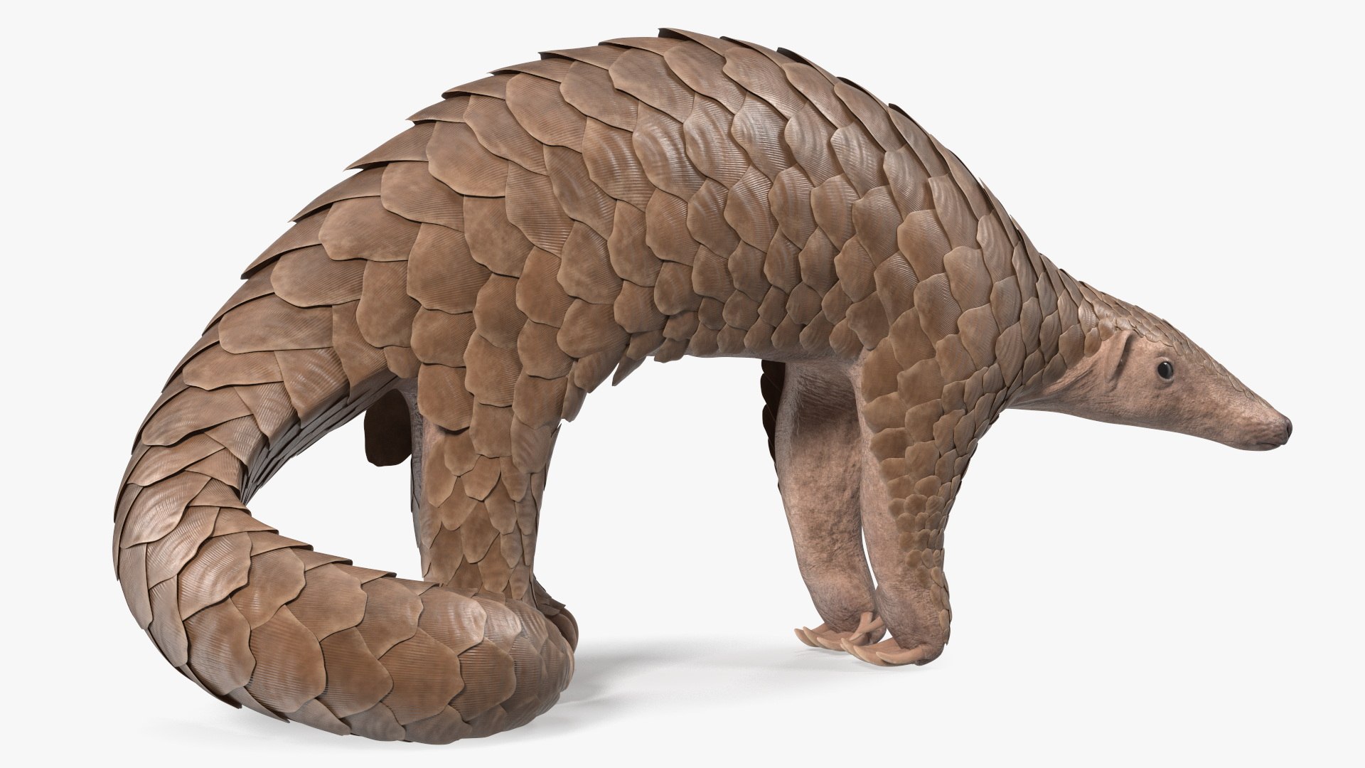 Realistic Pangolin 3D Model - TurboSquid 2215314