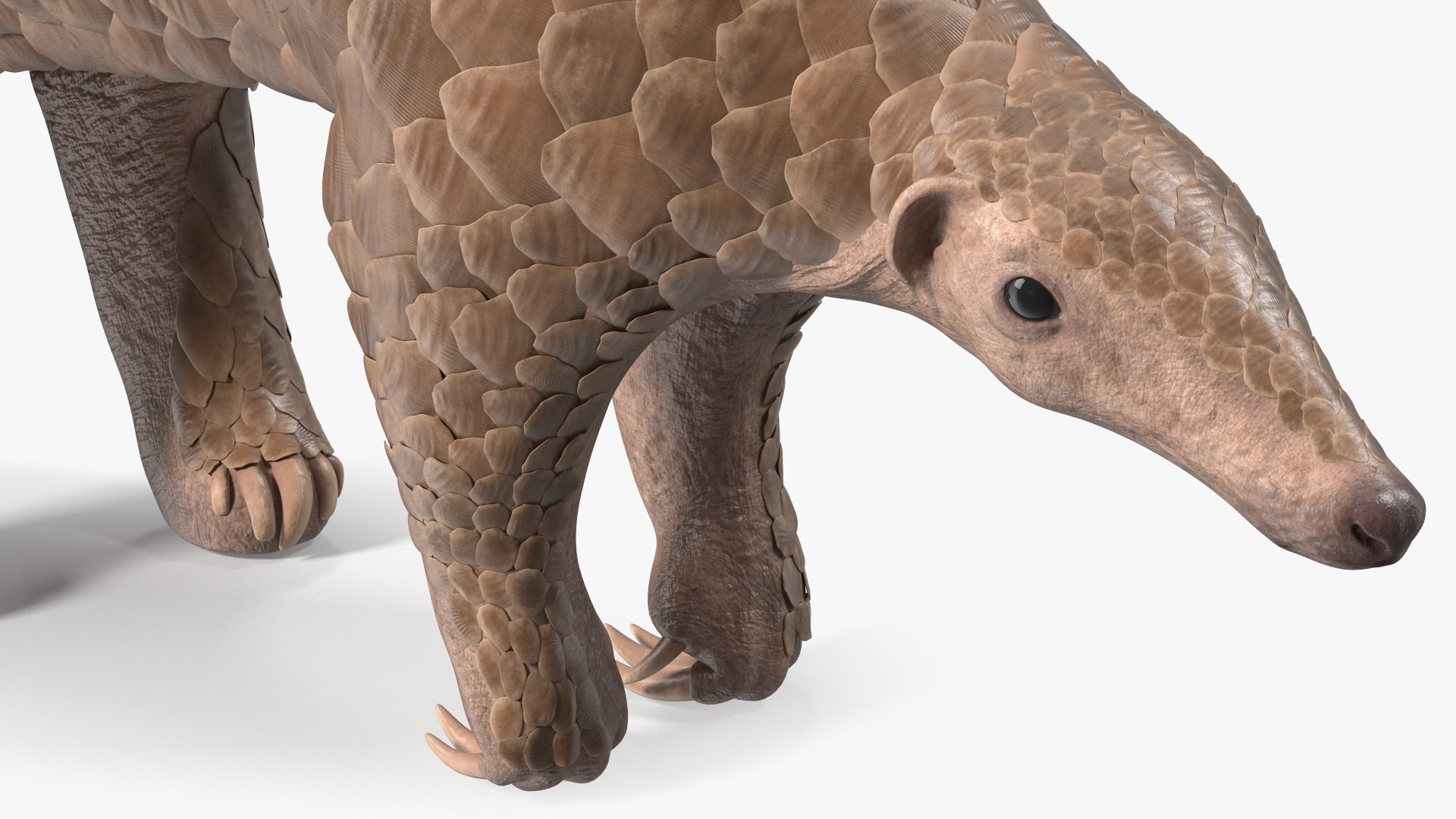 Realistic Pangolin 3D Model - TurboSquid 2215314
