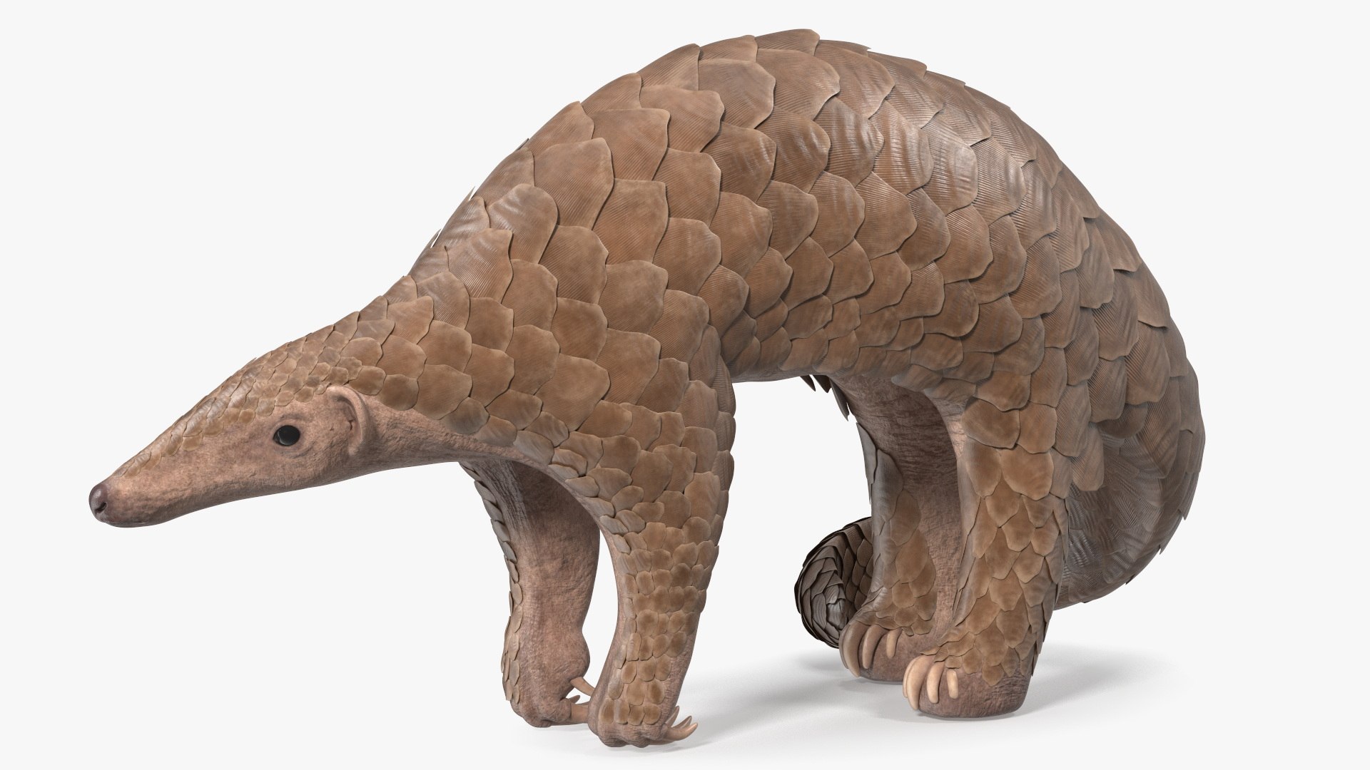 Realistic Pangolin 3D Model - TurboSquid 2215314
