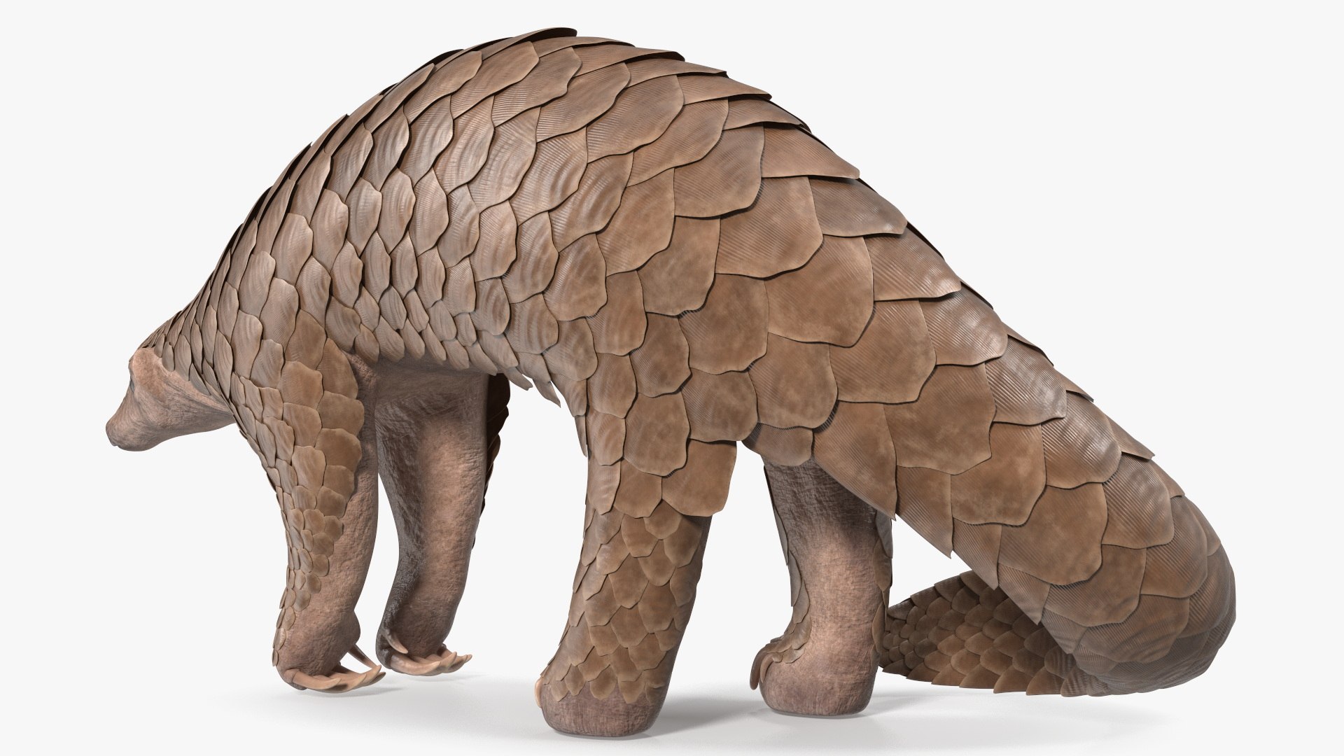 Realistic Pangolin 3D Model - TurboSquid 2215314