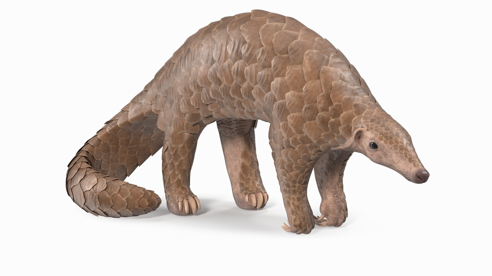 Realistic Pangolin 3D Model - TurboSquid 2215314