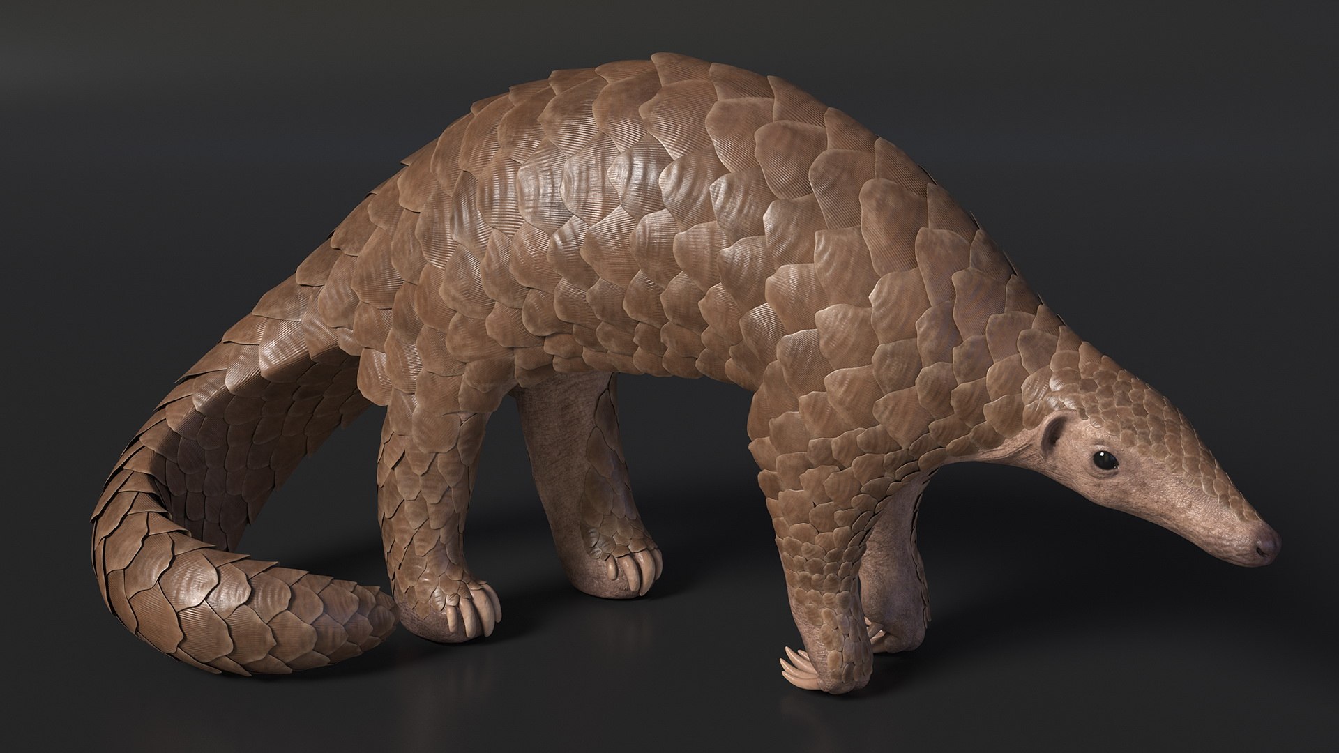 Realistic Pangolin 3D Model - TurboSquid 2215314