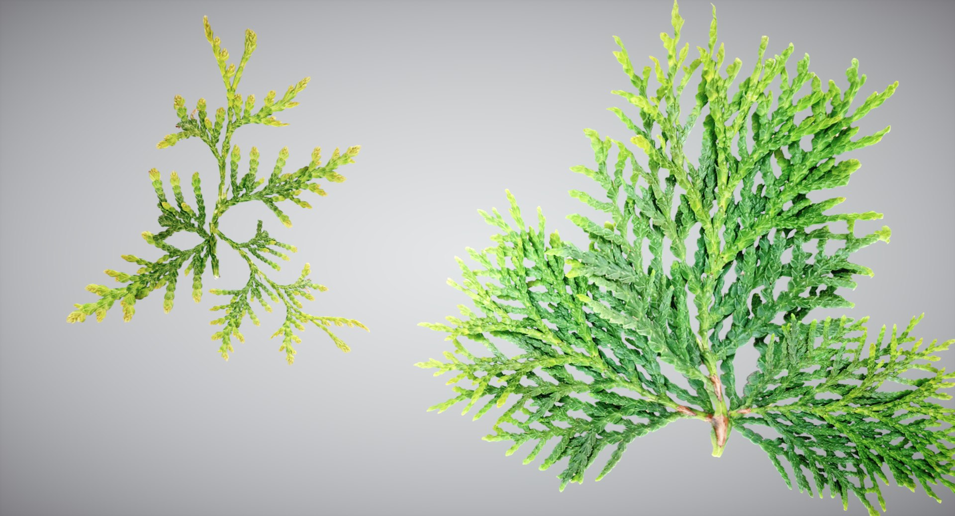 3D lightwave leaf - TurboSquid 1285330