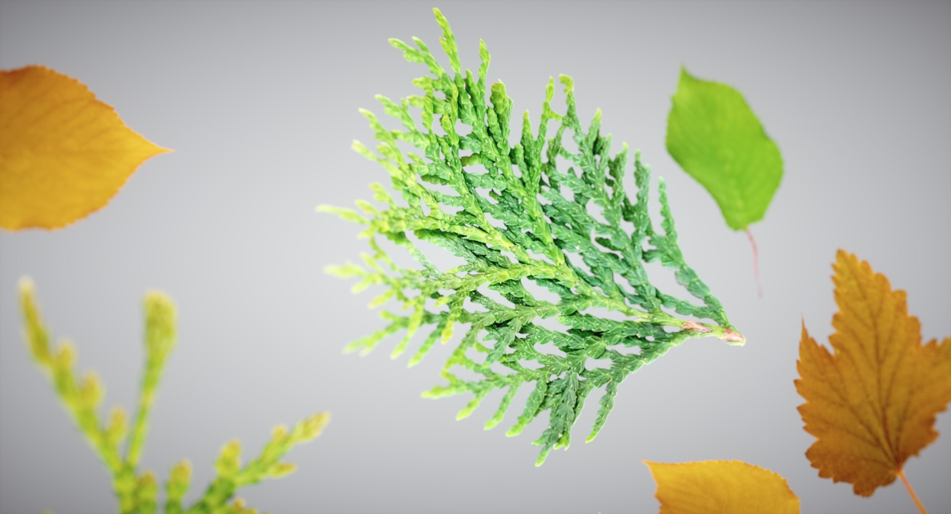 3D lightwave leaf - TurboSquid 1285330