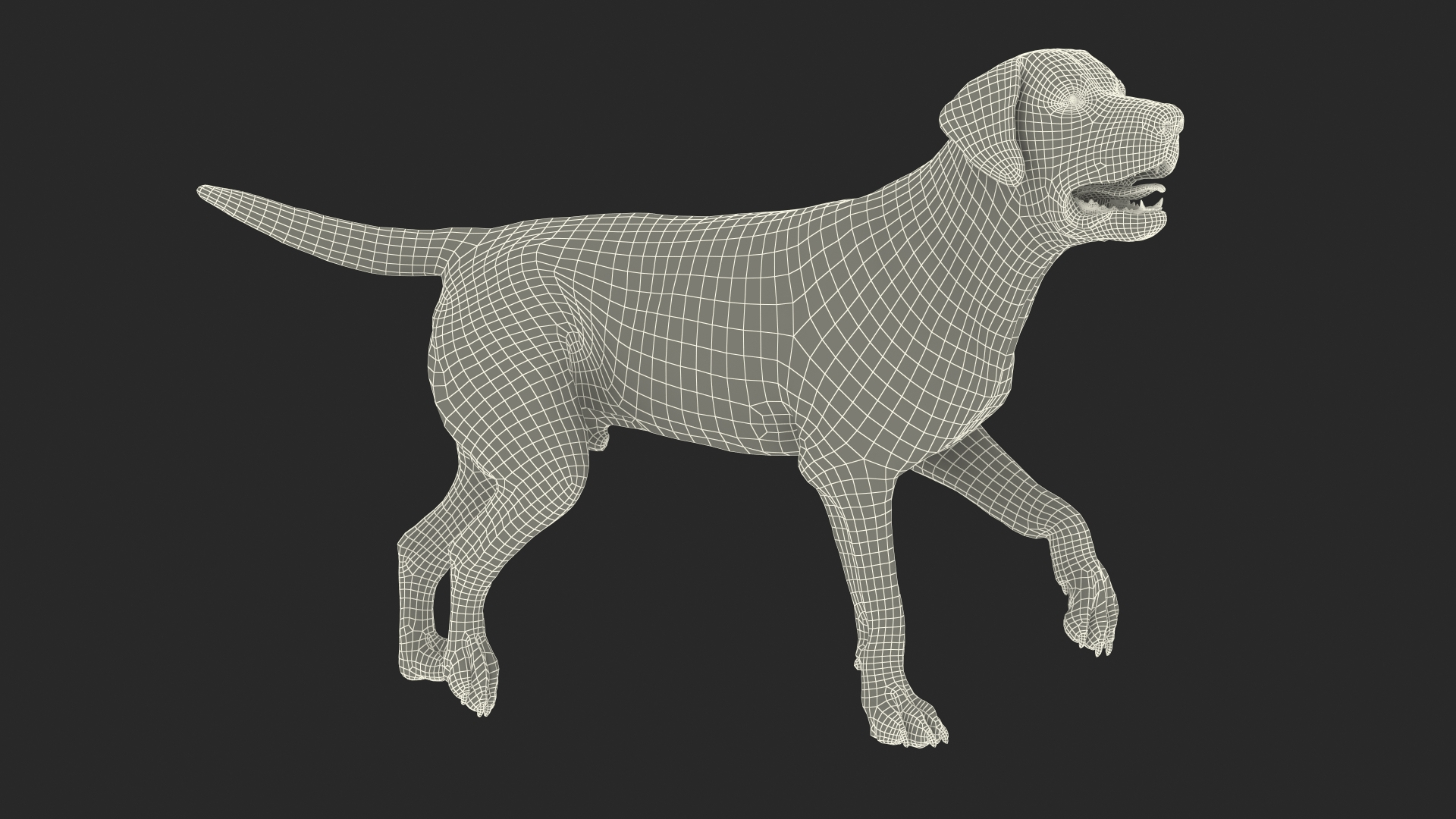 3D Labrador Dog White Walking Fur Model - TurboSquid 1822492