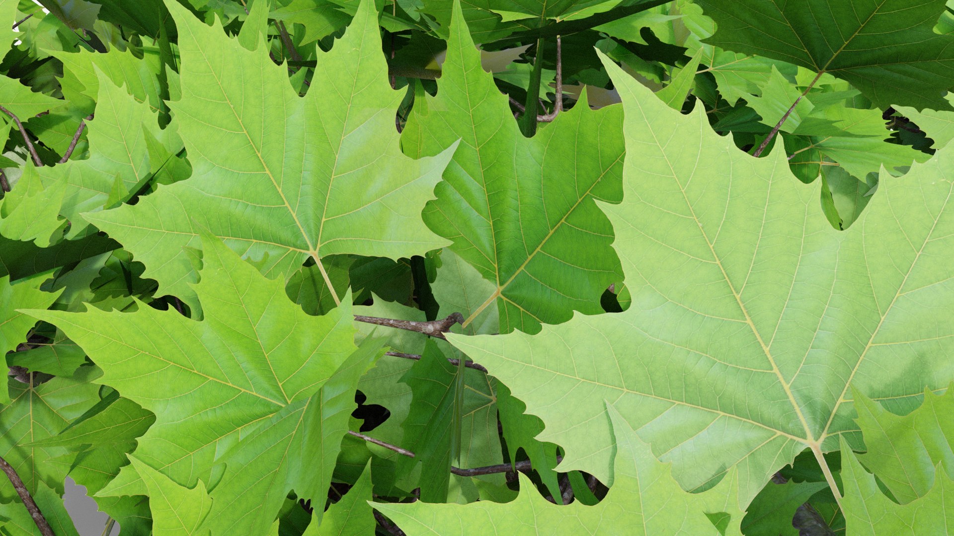 Platanus Hispanica Roof Form 3D - TurboSquid 2007096