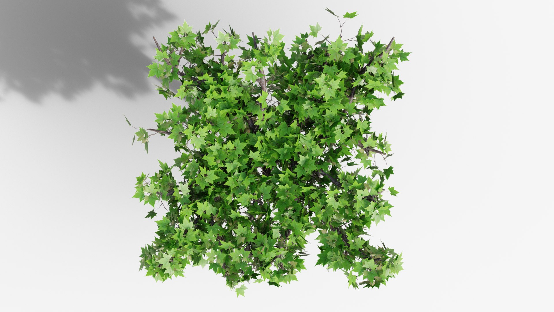 Platanus Hispanica Roof Form 3D - TurboSquid 2007096