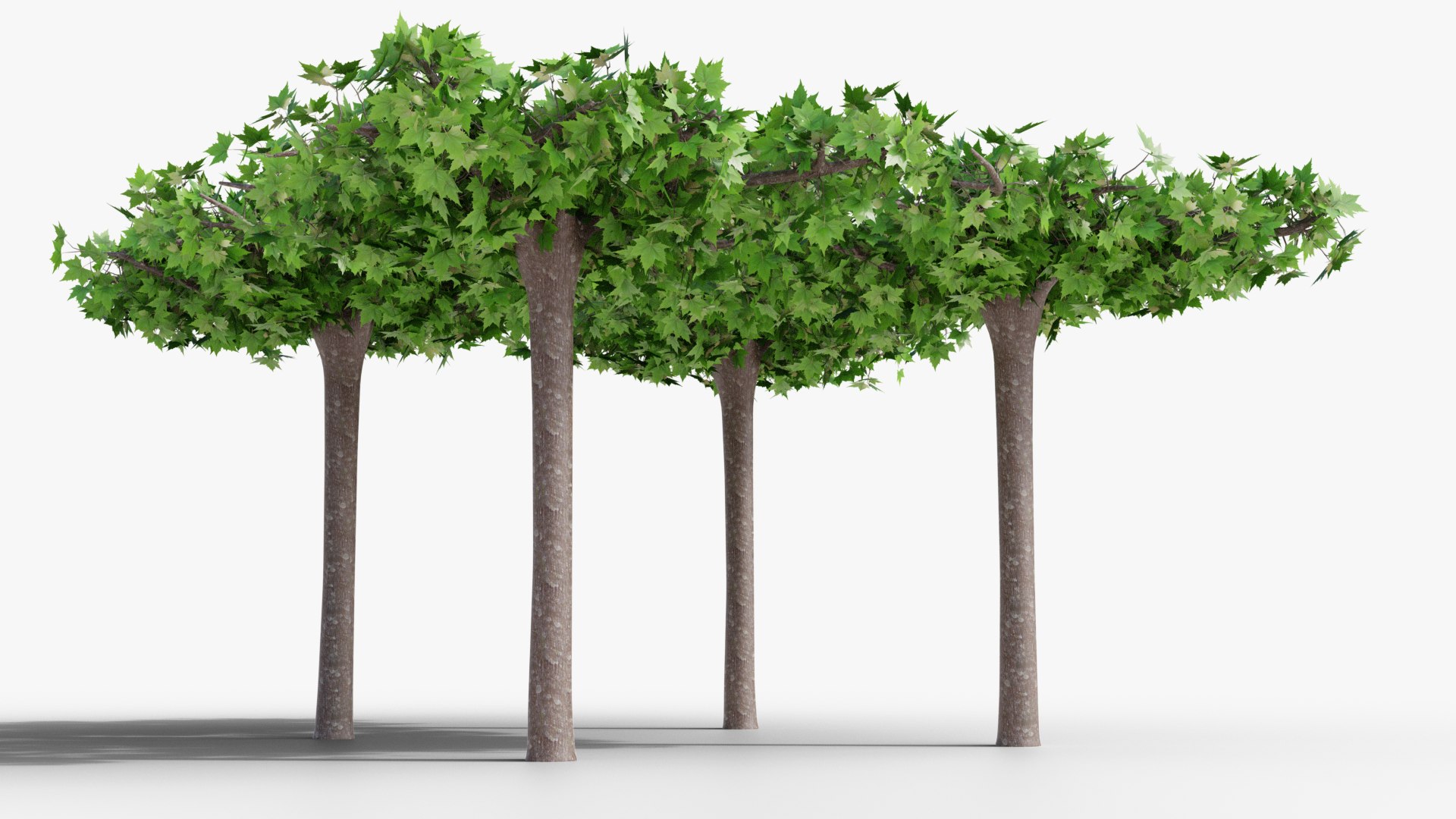 Platanus Hispanica Roof Form 3D - TurboSquid 2007096