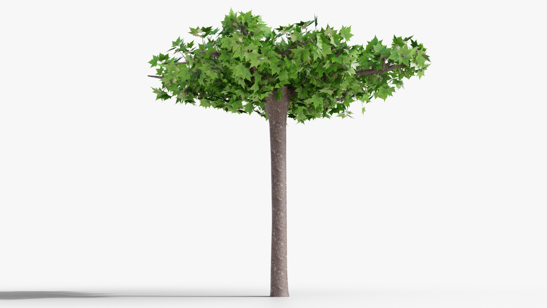 Platanus Hispanica Roof Form 3D - TurboSquid 2007096