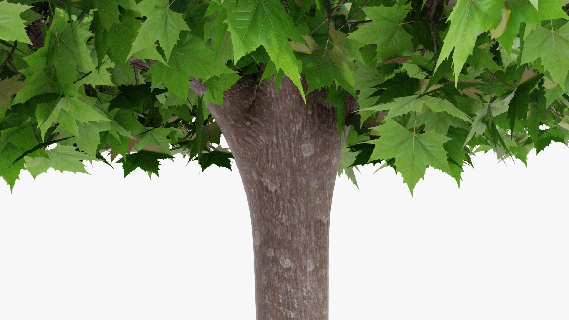 Platanus Hispanica Roof Form 3D - TurboSquid 2007096