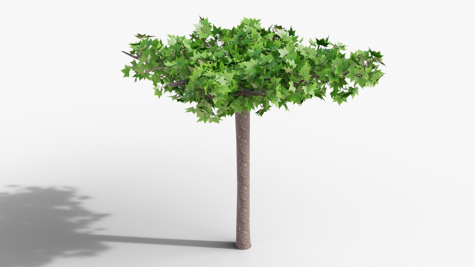 Platanus Hispanica Roof Form 3D - TurboSquid 2007096