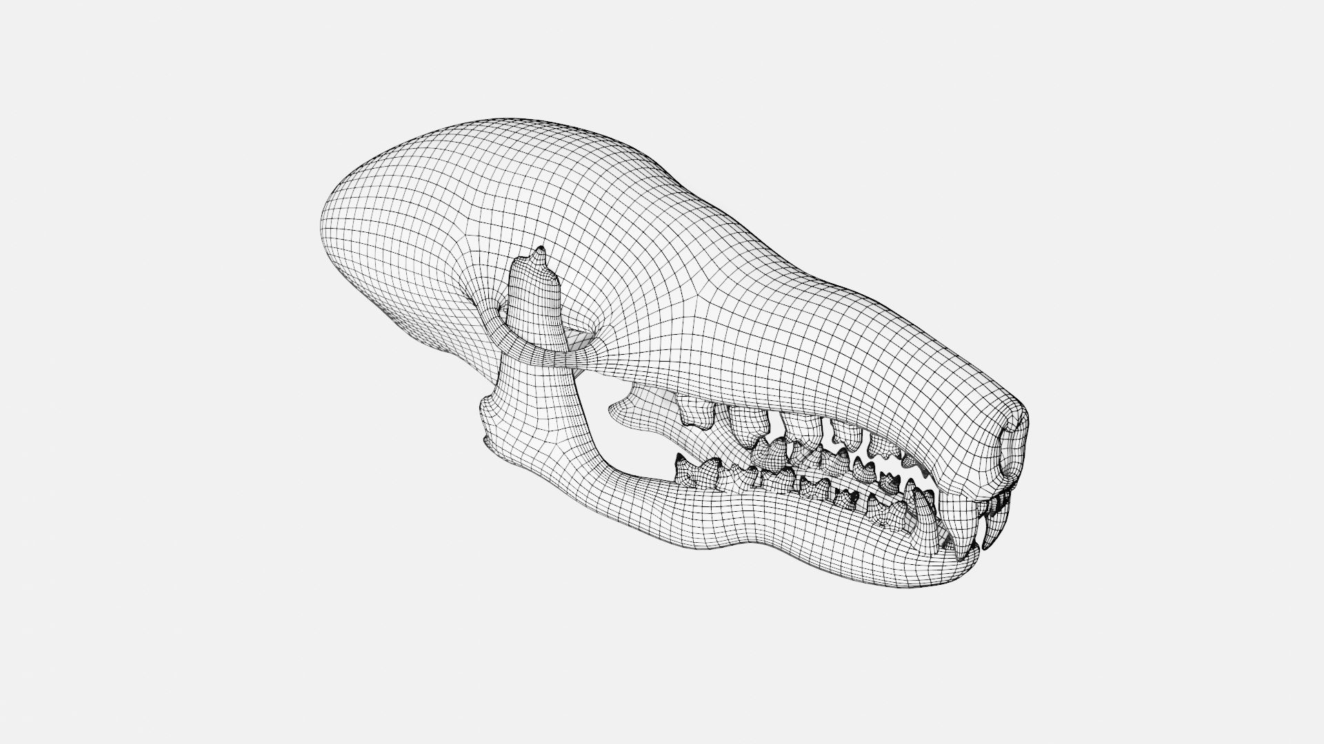 Mole Skull 3D Model - TurboSquid 1992829