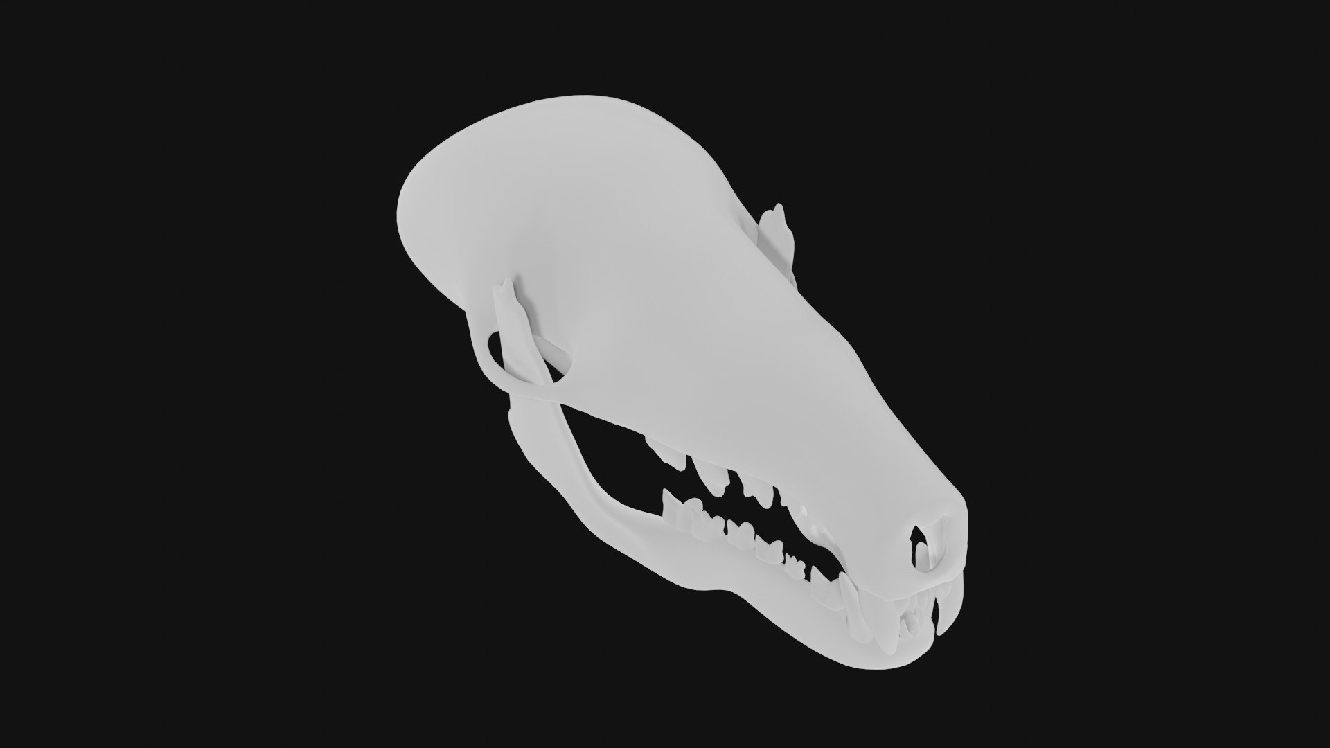 Mole Skull 3D Model - TurboSquid 1992829