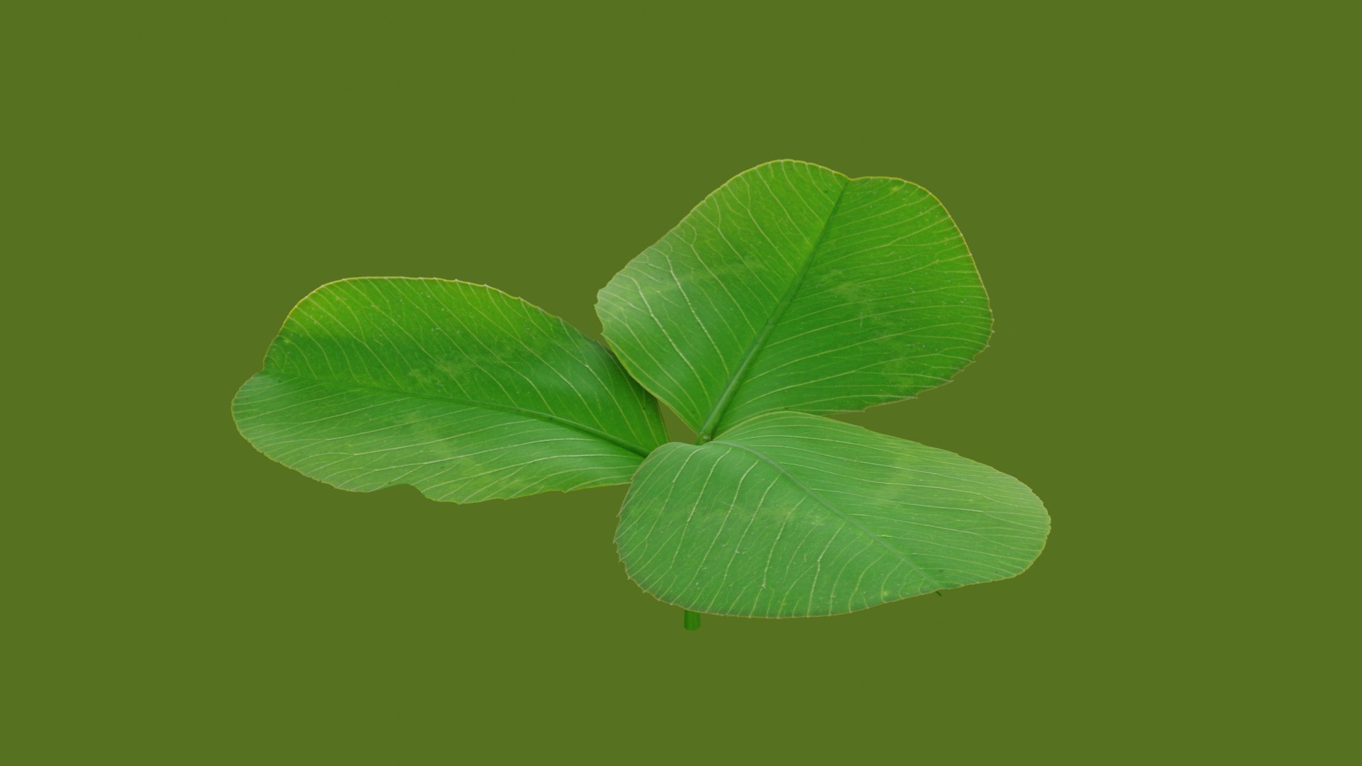 3D Model White Clover - TurboSquid 1409595