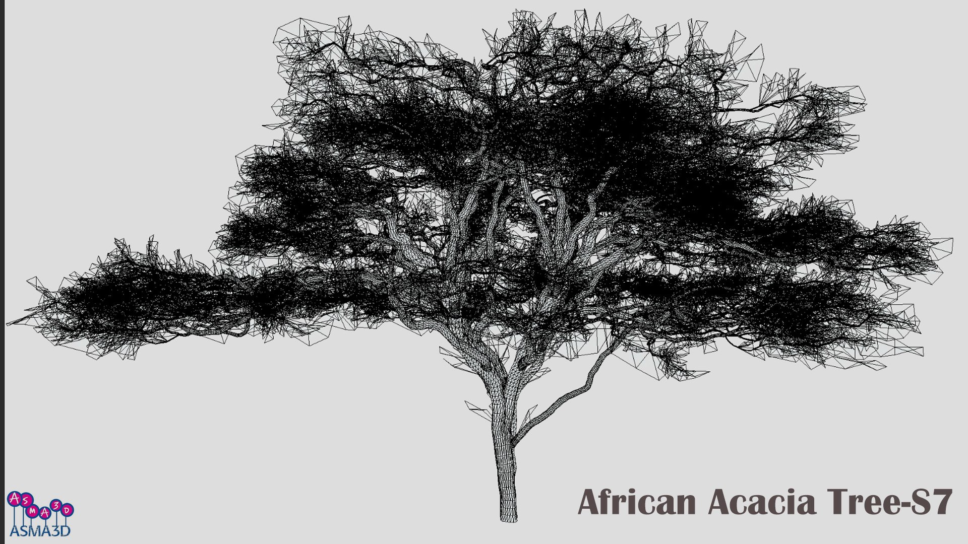 African Acacia Tree-S7 3D Model - TurboSquid 2202453