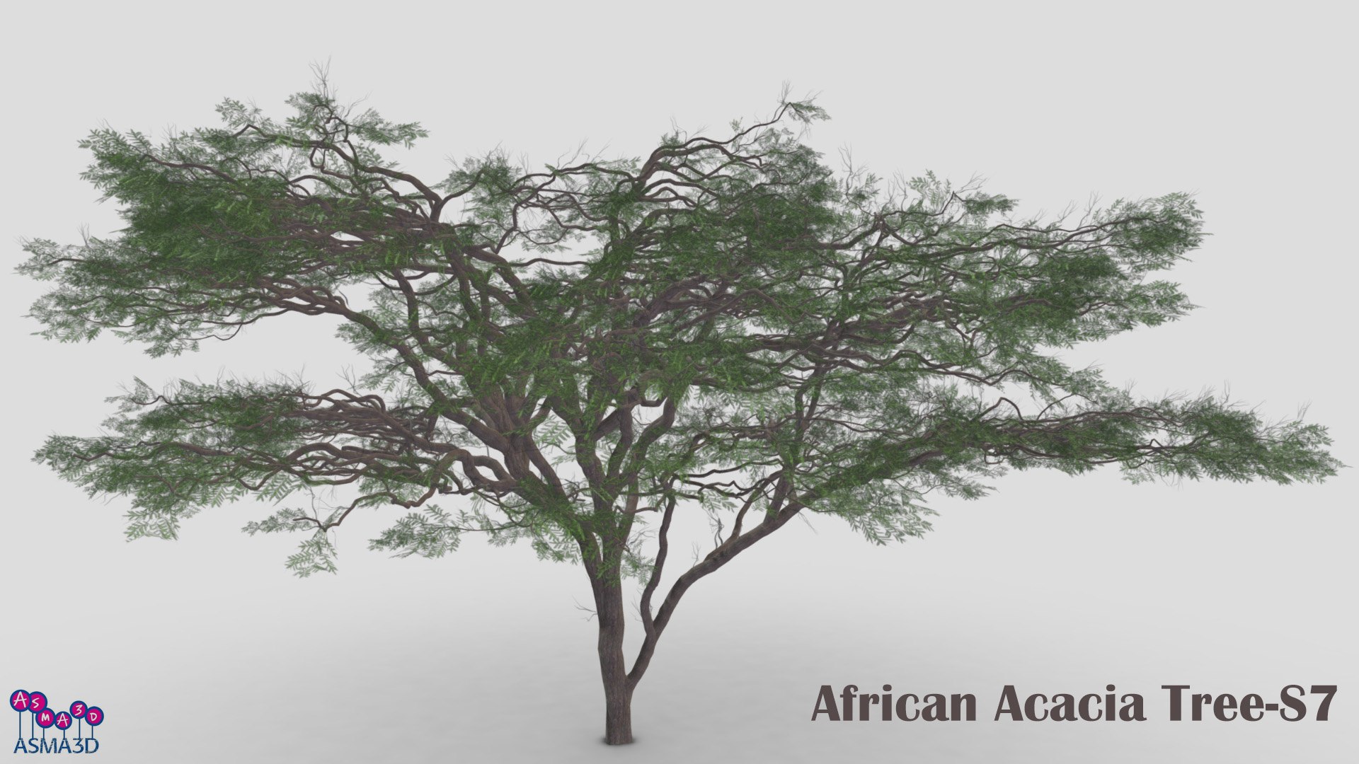African Acacia Tree-S7 3D Model - TurboSquid 2202453