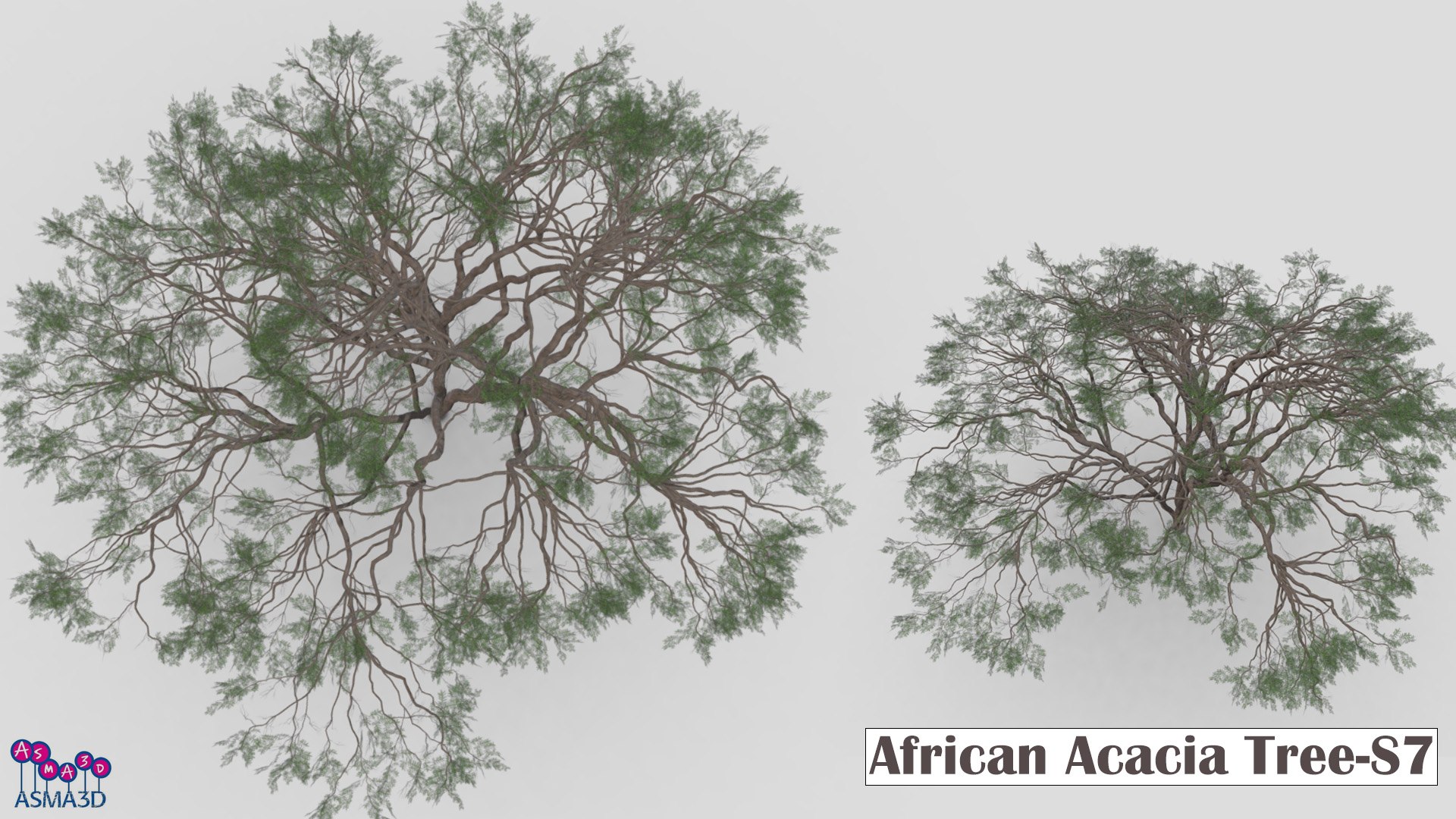 African Acacia Tree-S7 3D Model - TurboSquid 2202453