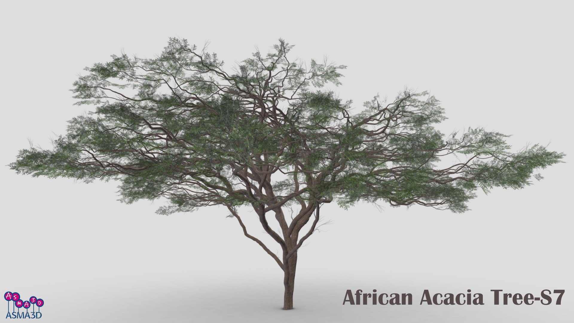 African Acacia Tree-S7 3D Model - TurboSquid 2202453
