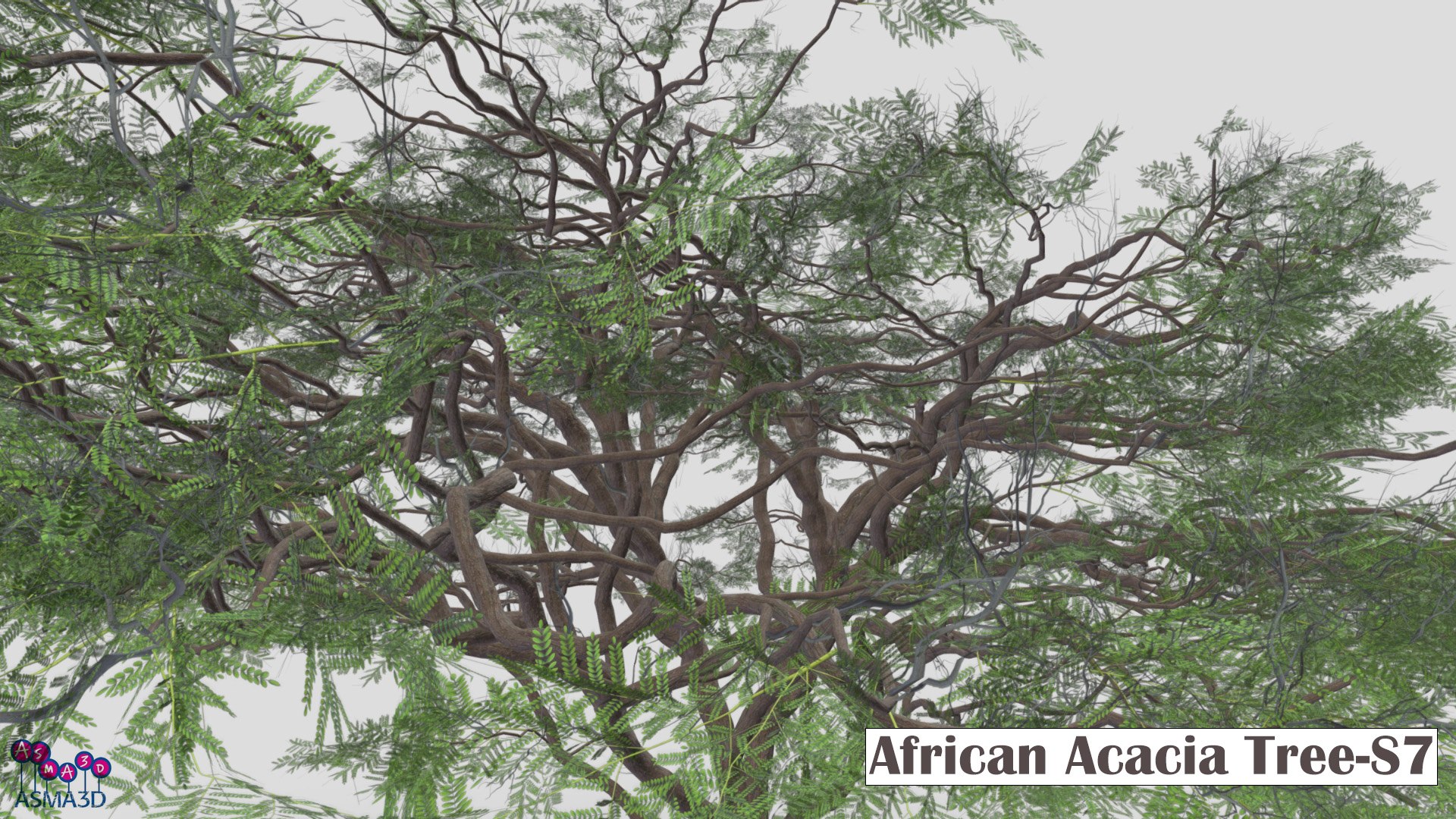 African Acacia Tree-S7 3D Model - TurboSquid 2202453