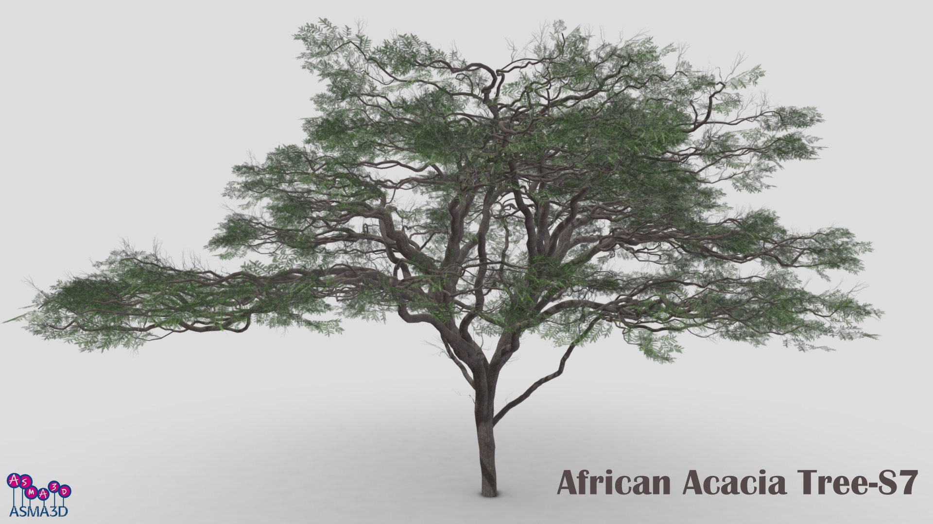 African Acacia Tree-S7 3D Model - TurboSquid 2202453