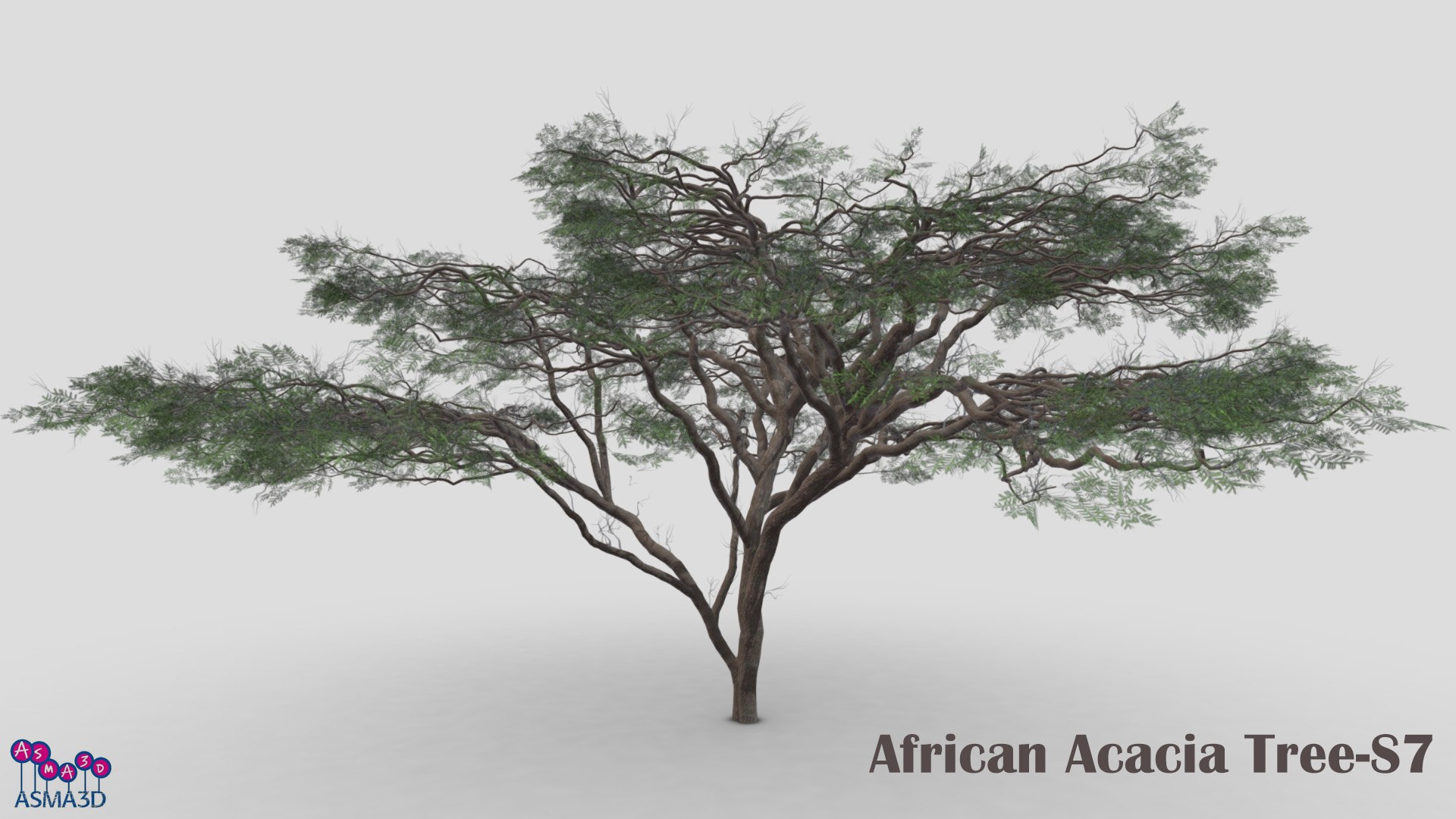 African Acacia Tree-S7 3D Model - TurboSquid 2202453