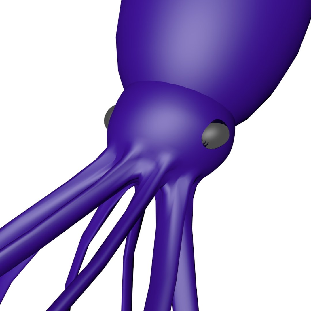 3d Model Turbosquid Squid