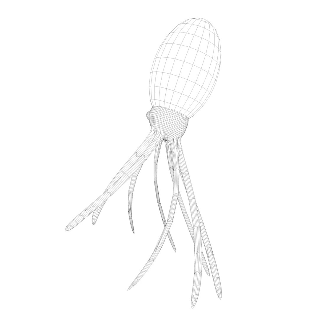 3d Model Turbosquid Squid