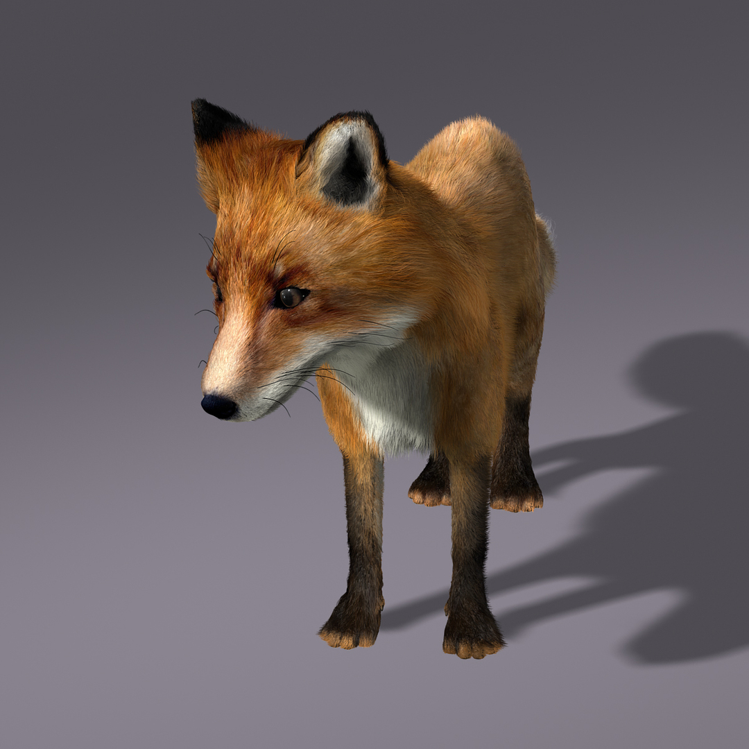 3d red fox rigged model
