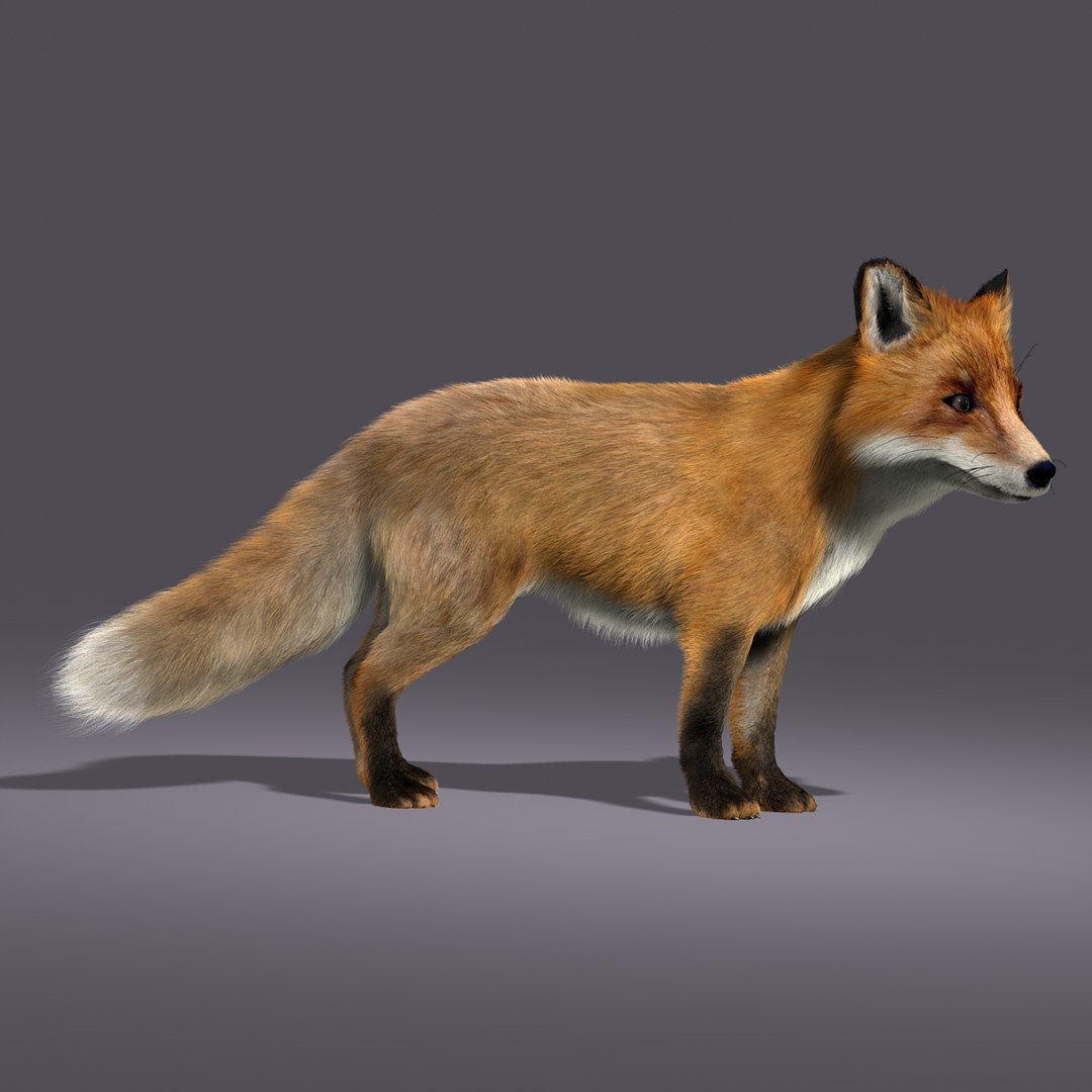 3d Red Fox Rigged Model