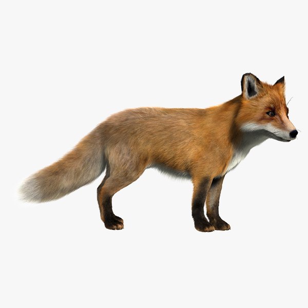 Fox 3D Models for Download | TurboSquid