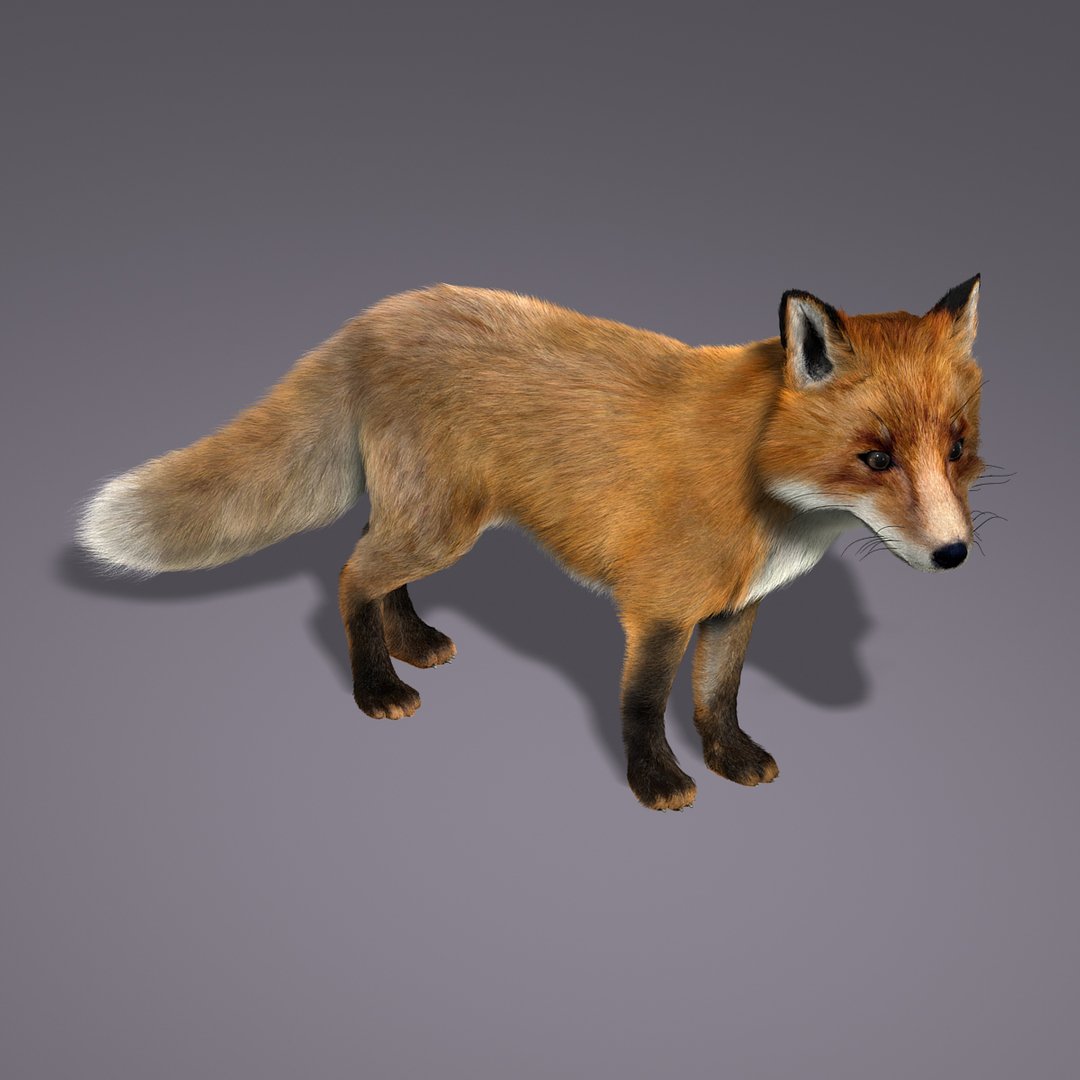 3d red fox rigged model