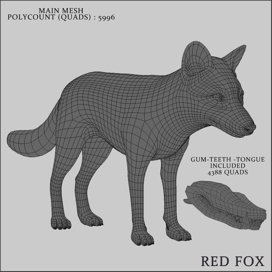 3d Red Fox Rigged Model