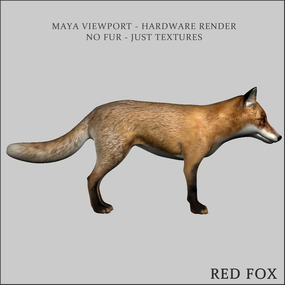 3d Red Fox Rigged Model
