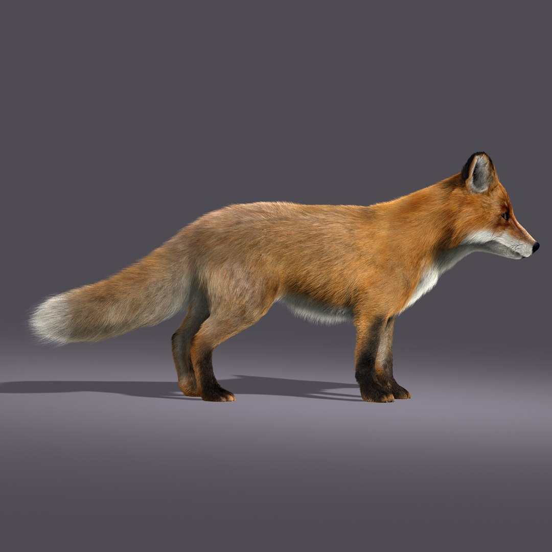 3d Red Fox Rigged Model