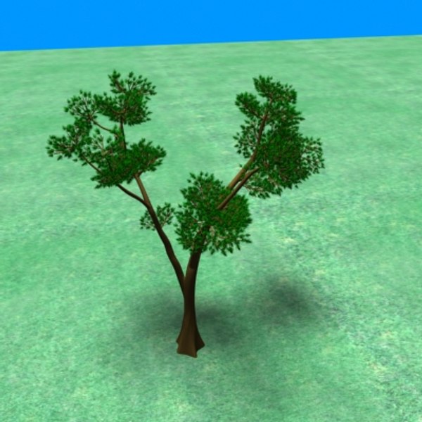 bonsai pine tree 3d model