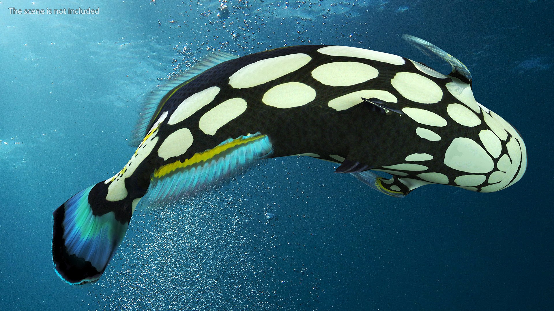 Balistoides Conspicillum Or Bigspotted Triggerfish Rigged For Cinema 4D ...