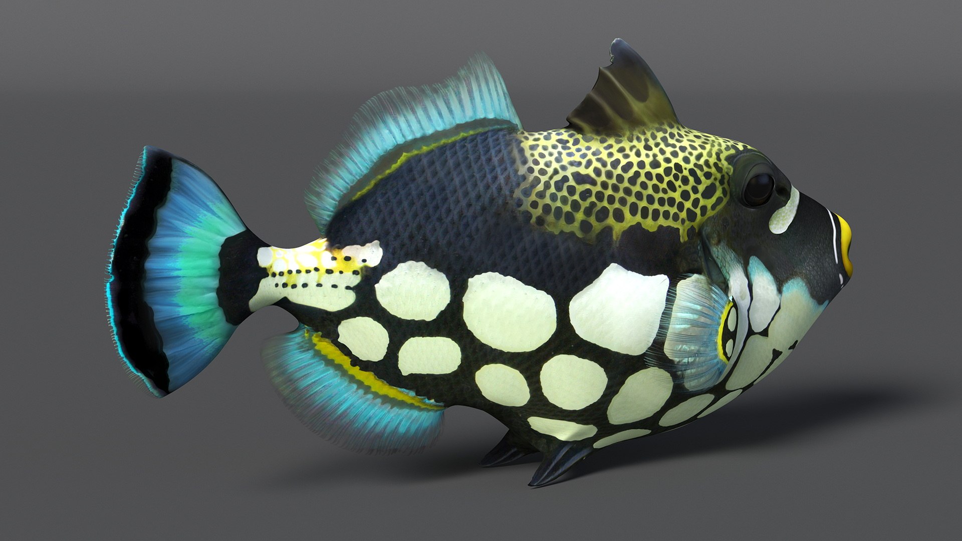 Balistoides Conspicillum Or Bigspotted Triggerfish Rigged For Cinema 4D ...