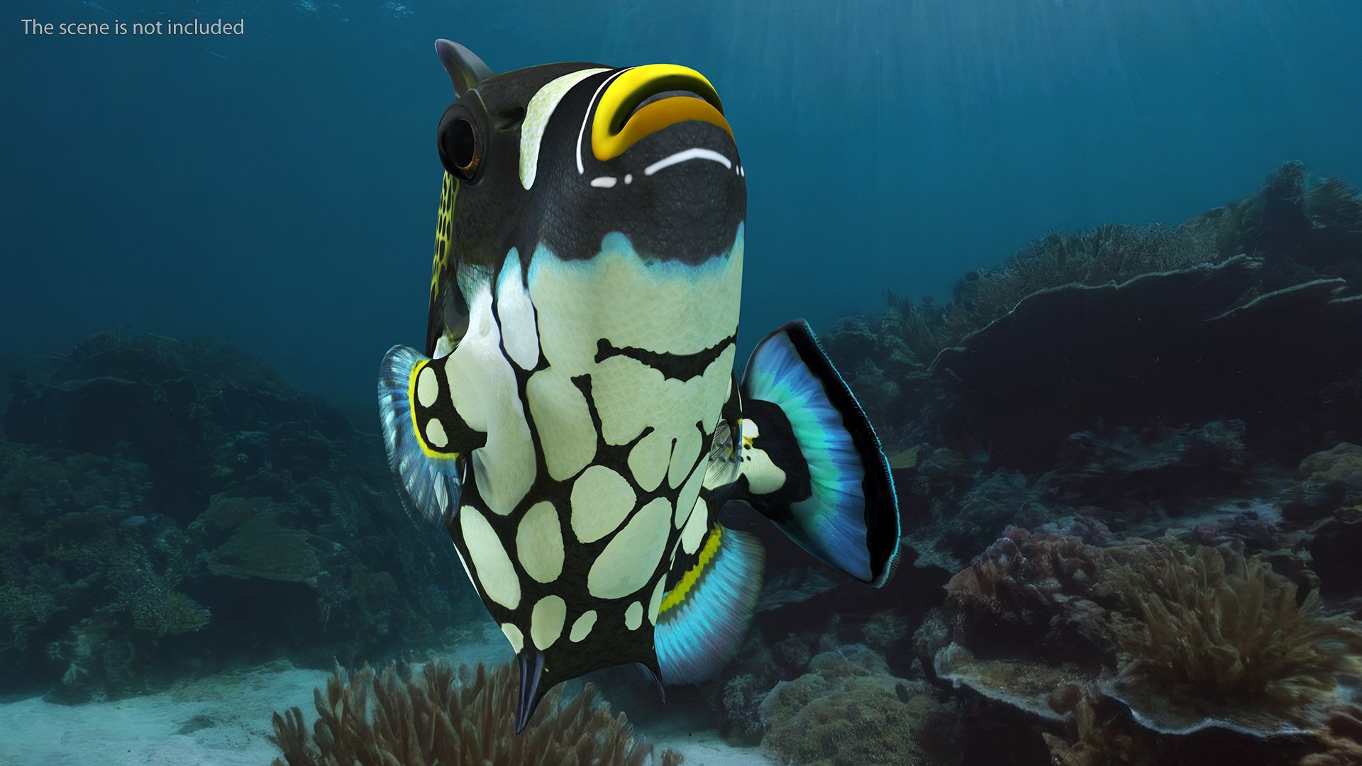 Balistoides Conspicillum Or Bigspotted Triggerfish Rigged For Cinema 4D ...