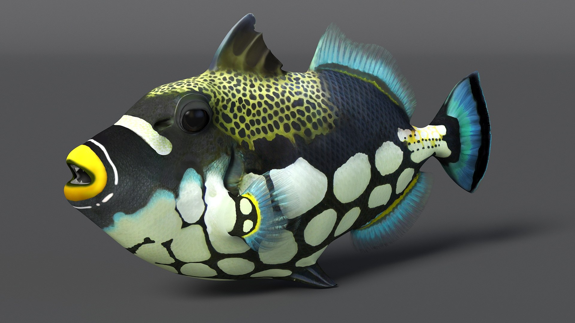 Balistoides Conspicillum Or Bigspotted Triggerfish Rigged For Cinema 4D ...