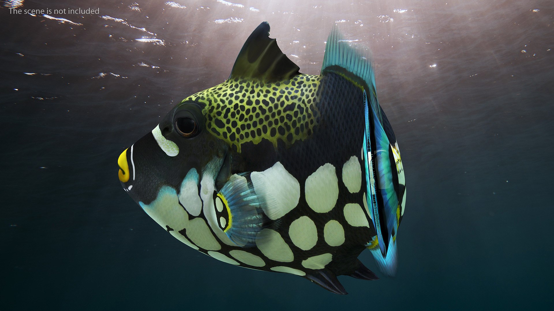 Balistoides Conspicillum Or Bigspotted Triggerfish Rigged For Cinema 4D ...