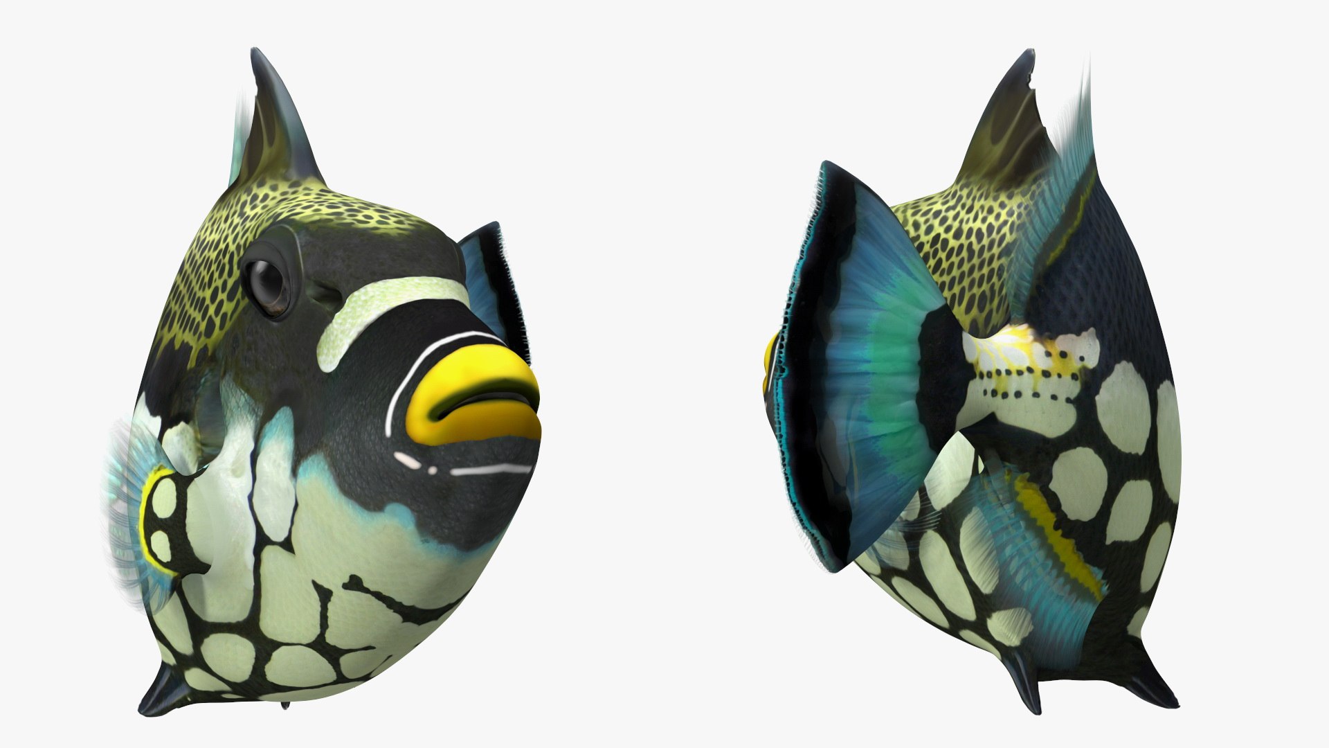 Balistoides Conspicillum Or Bigspotted Triggerfish Rigged For Cinema 4D ...