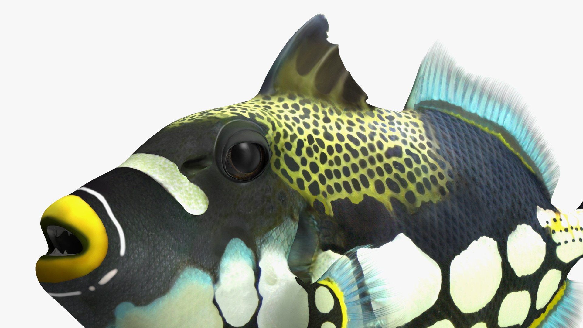 Balistoides Conspicillum Or Bigspotted Triggerfish Rigged For Cinema 4D ...