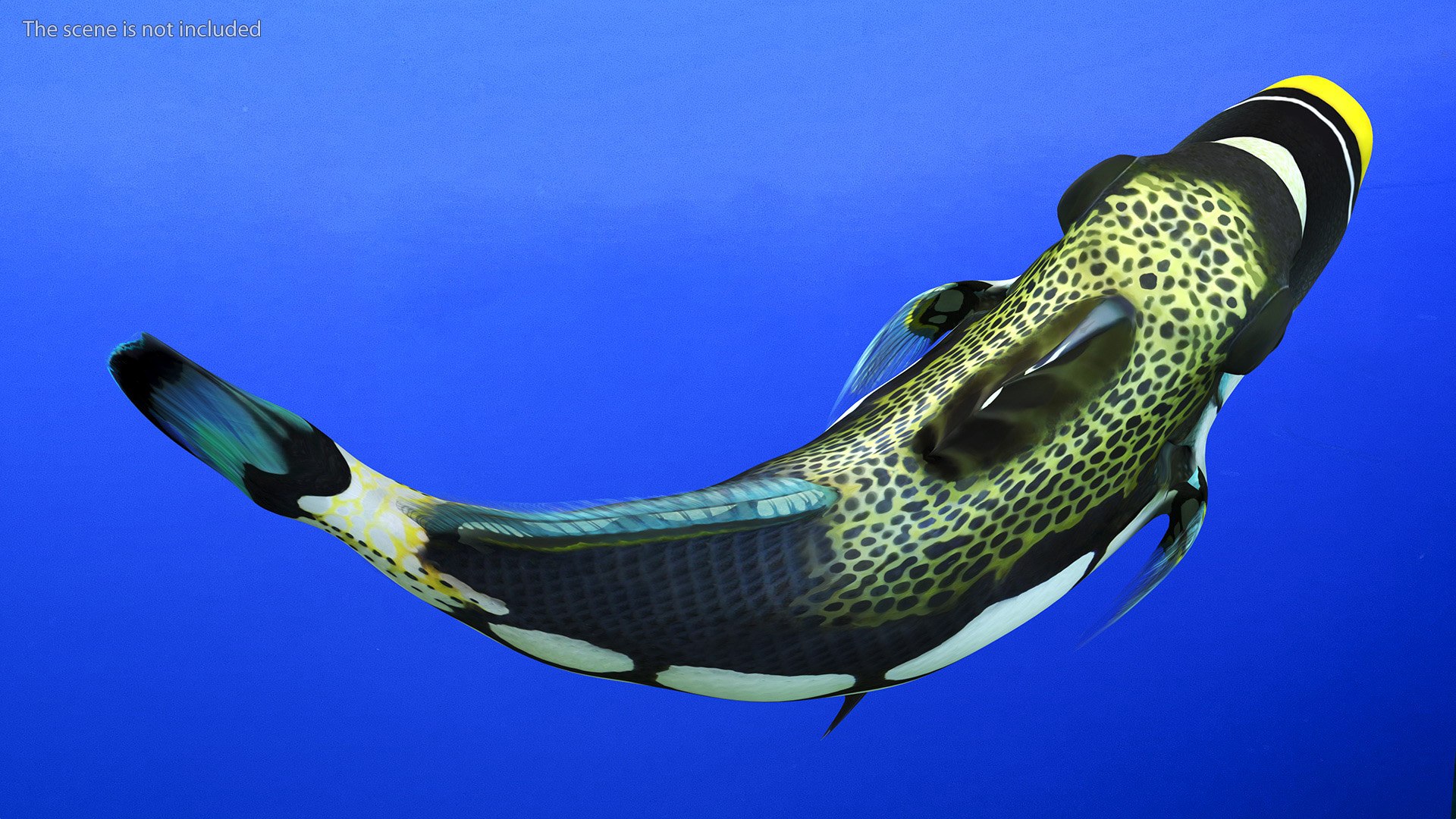 Balistoides Conspicillum Or Bigspotted Triggerfish Rigged For Cinema 4D ...