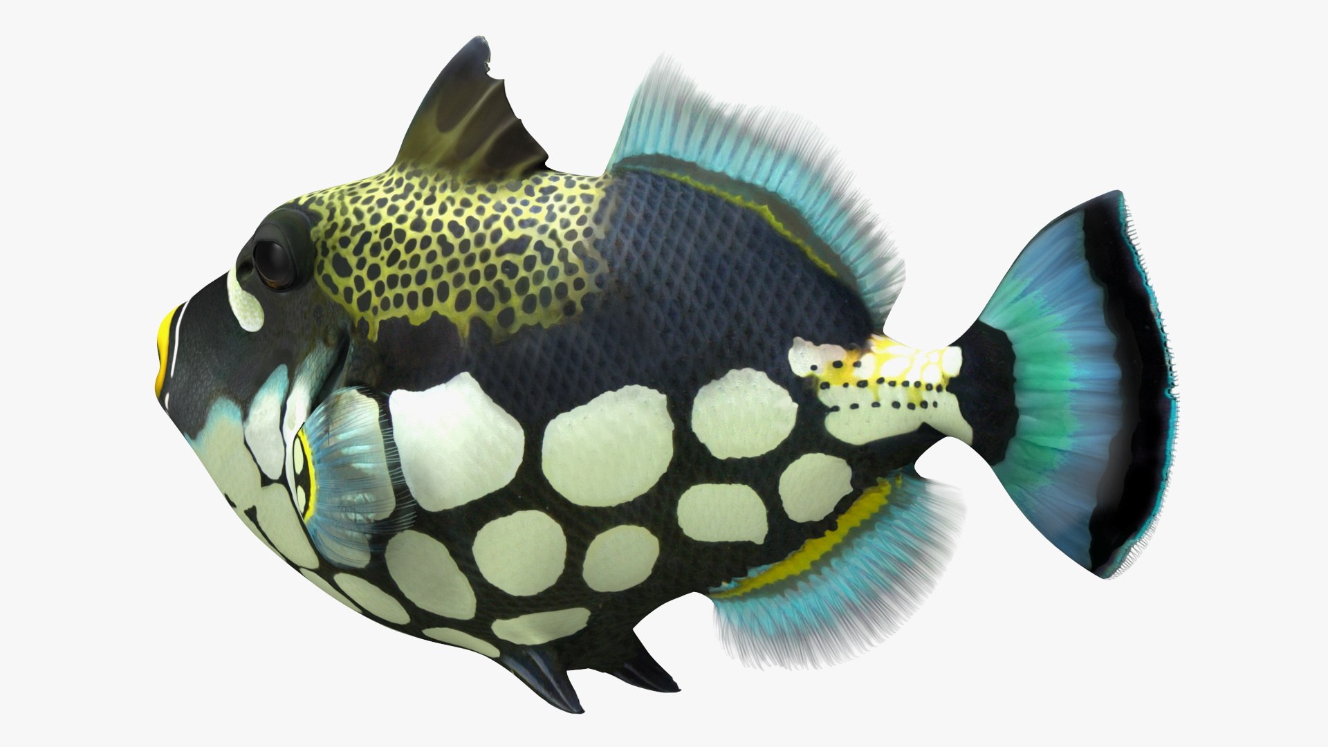 Balistoides Conspicillum Or Bigspotted Triggerfish Rigged For Cinema 4D ...