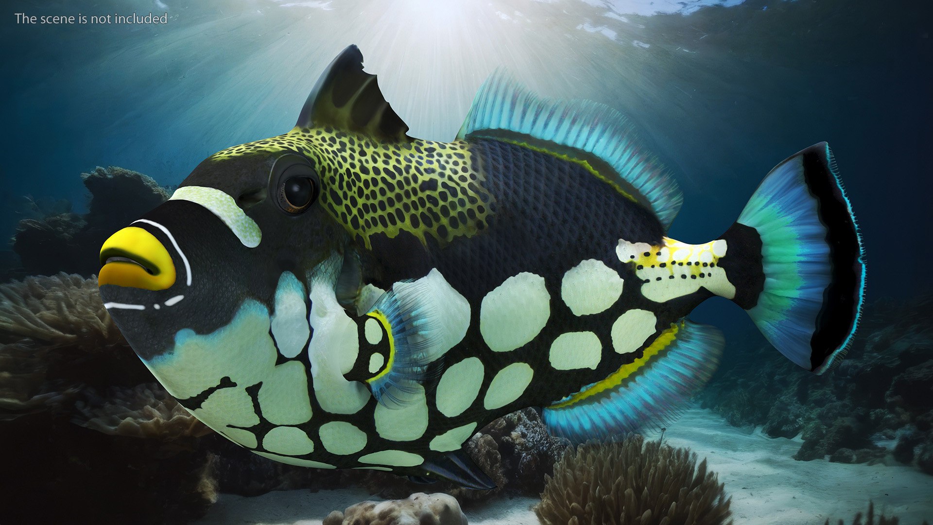 Balistoides Conspicillum Or Bigspotted Triggerfish Rigged For Cinema 4D ...