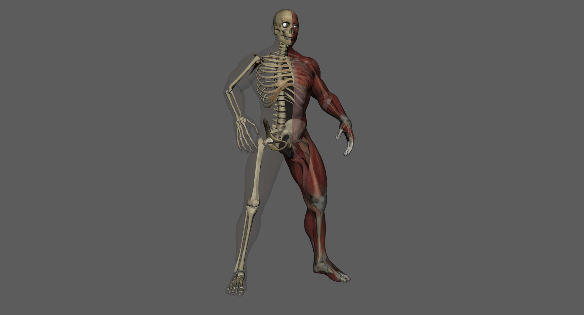 Motion Capture Male Anatomy 3D Model - TurboSquid 1452363