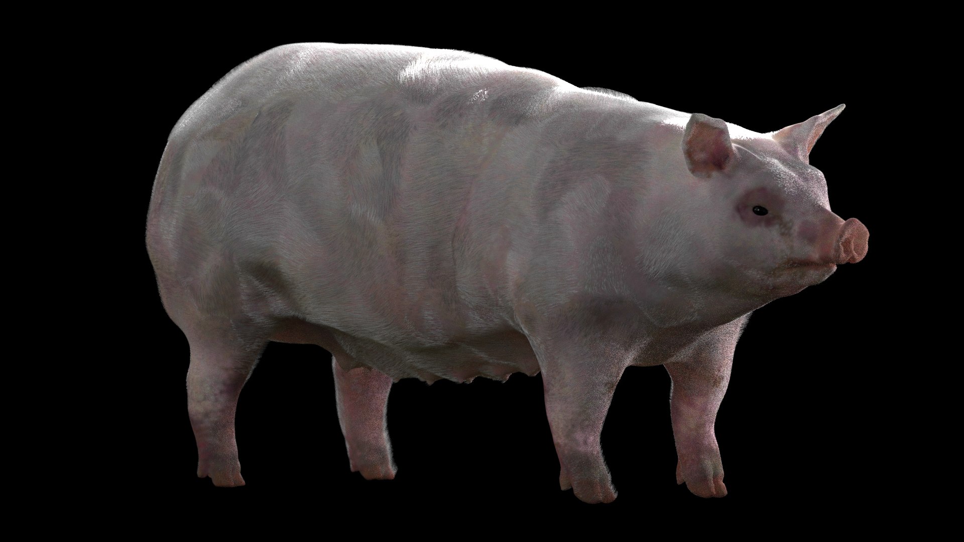 Farm pig 3D model - TurboSquid 1366911